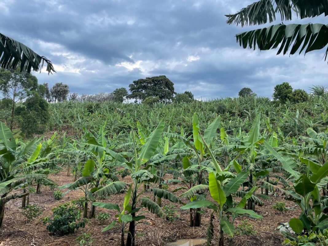 UBOS Report 2024: Agriculture Transforms Livelihoods in Uganda - Nexus ...